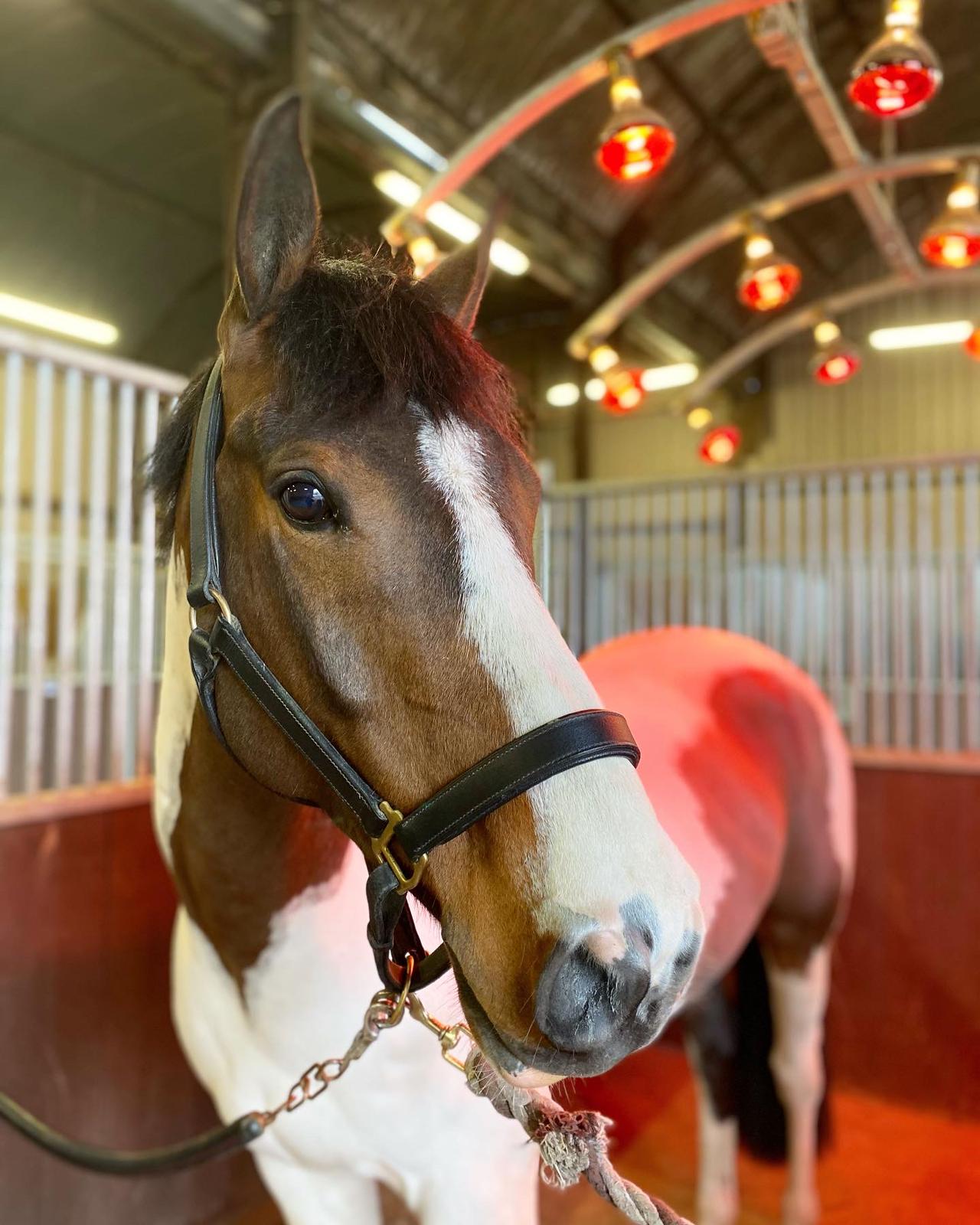 Gallery – Farleigh Court Equestrian Centre